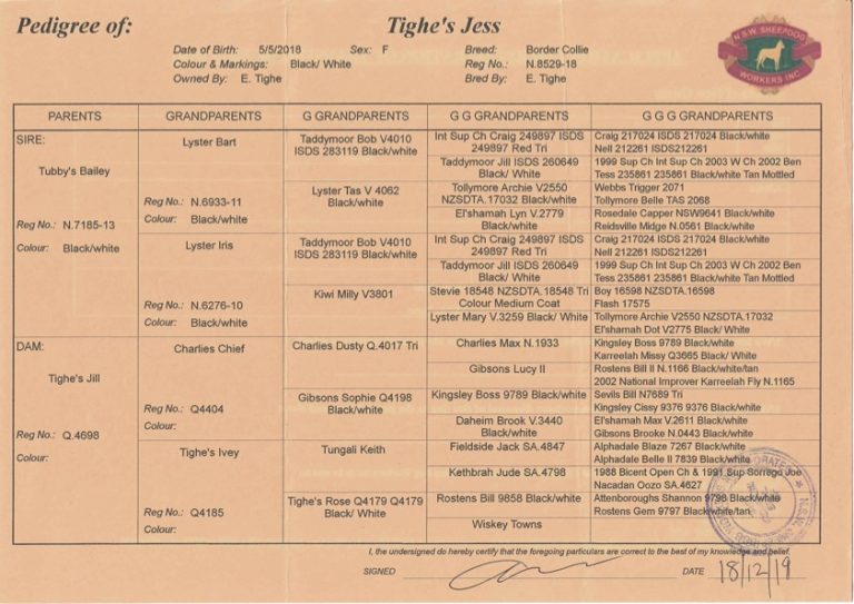Jess Pedigree - Tighe's Working Border Collies